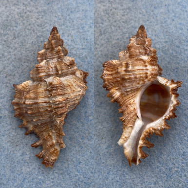 #7 Chicoreus asianus 51.4mm F+/++ Japan - Cerulean Specimen Shells