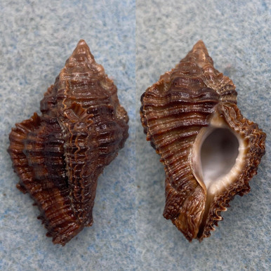 #5 Chicoreus capucinus 37.8mm F++ Balabac, Palawan, Philippines ...