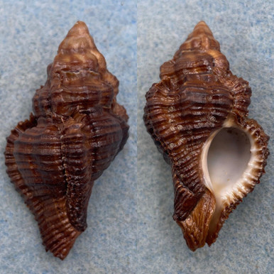 #4 Chicoreus capucinus 51.2mm F+ Balabac, Palawan, Philippines ...