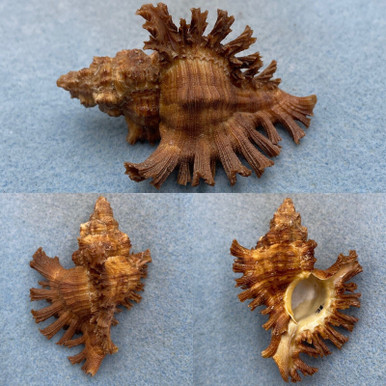 Chicoreus torrefactus rubiginosus 66.8mm F+ No Data - Cerulean Specimen ...