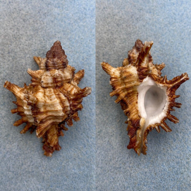 #2 Hexaplex megacerus 61.3mm F+ West Africa - Cerulean Specimen Shells