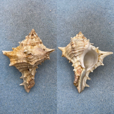 Hexaplex varius 61.7mm F+ Senegal - Cerulean Specimen Shells