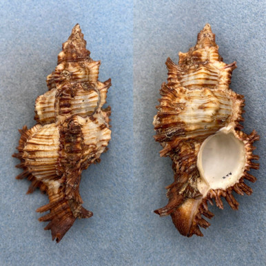 #7 Chicoreus torrefactus 108.6mm F+ Guimaras Island, Philippines ...