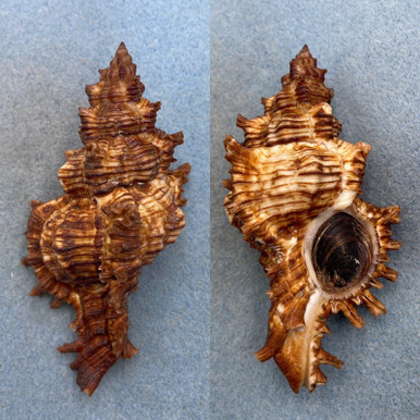 #4 Chicoreus torrefactus 101.1mm F+ W/O Philippines - Cerulean Specimen ...