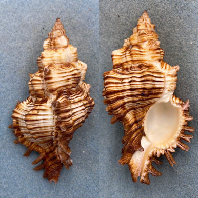 #14 Chicoreus torrefactus 91.8mm F+ Bogo, Cebu, Philippines - Cerulean Specimen Shells