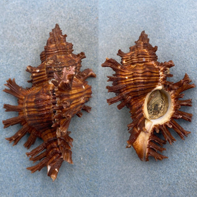 #10 Chicoreus torrefactus rubiginosus 89.6mm F+ W/O Davao, Philippines ...