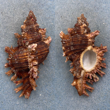 #16 Chicoreus torrefactus 72.6mm F+ Bogo, Cebu, Philippines - Cerulean ...