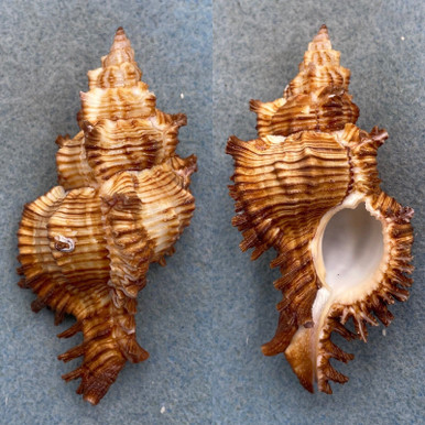 #12 Chicoreus torrefactus 77.1mm F+ Bogo, Cebu, Philippines - Cerulean ...