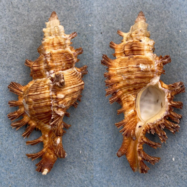 #11 Chicoreus torrefactus 77.2mm F+ Bogo, Cebu, Philippines - Cerulean ...