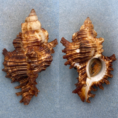 #15 Chicoreus torrefactus 95.8mm F+ W/O Zanzibar - Cerulean Specimen Shells