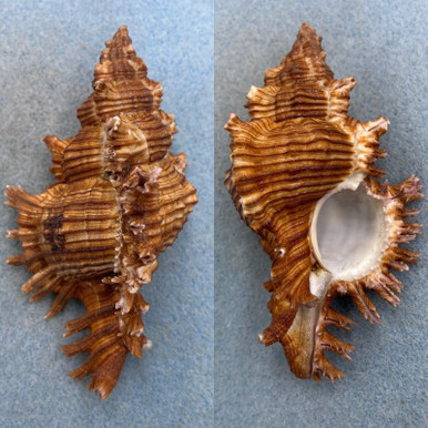 #8 Chicoreus torrefactus 96mm F+ Puerto Galera, Philippines - Cerulean ...