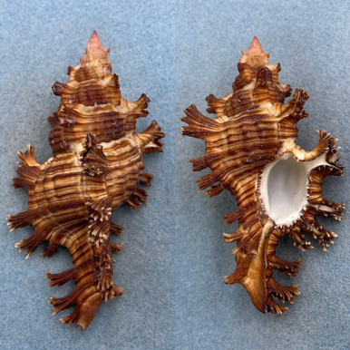 #1 Chicoreus palmarosae 101.4mm F+ Laminusa, Siasi Sulu, Philippines - Cerulean Specimen Shells