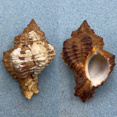 #6 Hexaplex duplex canariensis 56.9mm F+ Lanzarote, Canary Islands - Cerulean Specimen Shells