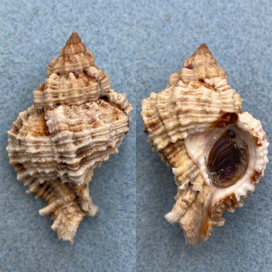 #6 Phyllonotus pomum 52.4mm F++ W/O Marco Island, Florida - Cerulean ...