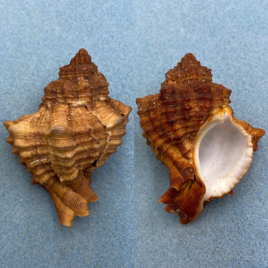 #5 Hexaplex duplex canariensis 77.1mm F+ Lanzarote, Canary Islands ...