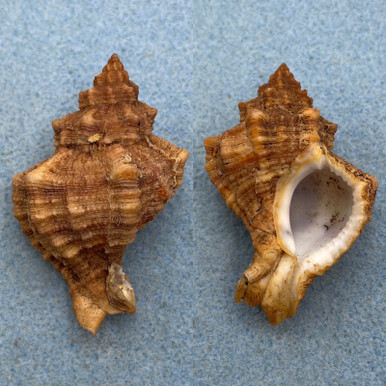 #7 Hexaplex duplex canariensis 56.7mm F+ Lanzarote, Canary Islands - Cerulean Specimen Shells