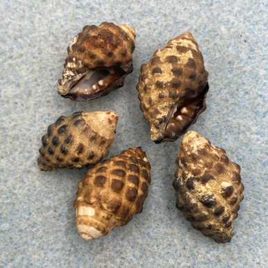 #9 Morula (Tenguella) granulata Lot 19-22mm F+/++ Hawaii - Cerulean ...