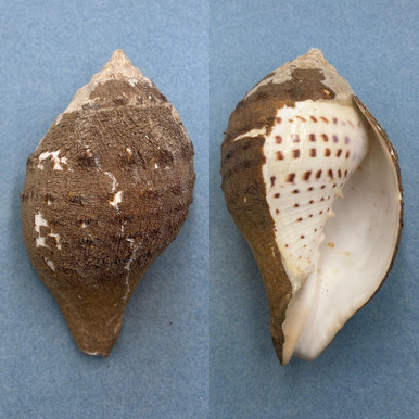 Turbinella rapa 137.2mm F+ W/Periostracum Tangalle, Sri Lanka ...