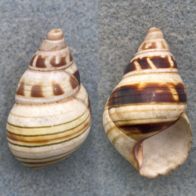 #14 Liguus fasciatus walkeri 37mm F+ Pinecrest - Cerulean Specimen Shells