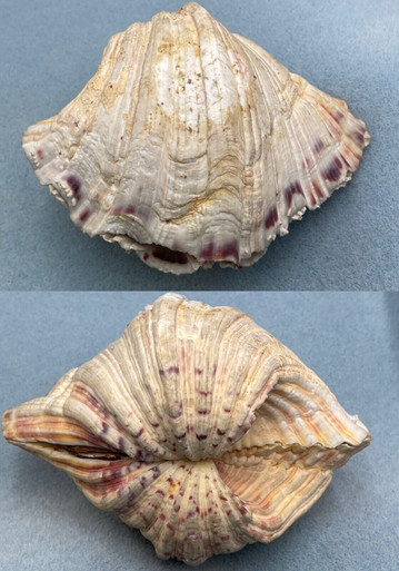 Hippopus hippopus 135.8mm F No Data - Cerulean Specimen Shells