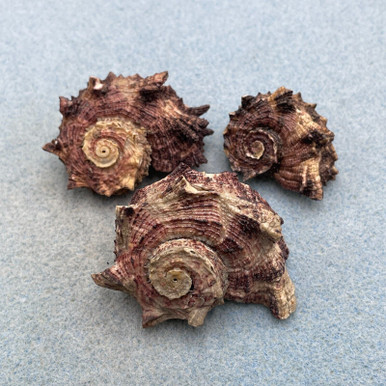 #8 Angaria delphinus Lot 38-52mm F+ Philippines - Cerulean Specimen Shells