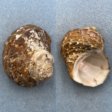 Turbo saxosus 64.4mm F+ Panama Bay - Cerulean Specimen Shells