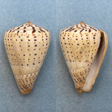 Conus betulinus 96.8mm F+ No Data - Cerulean Specimen Shells