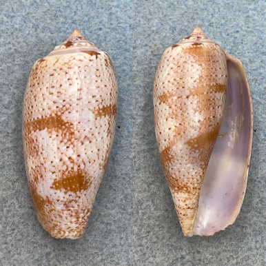 #5 Conus tulipa 48mm F+ Mauke, Cook Islands - Cerulean Specimen Shells