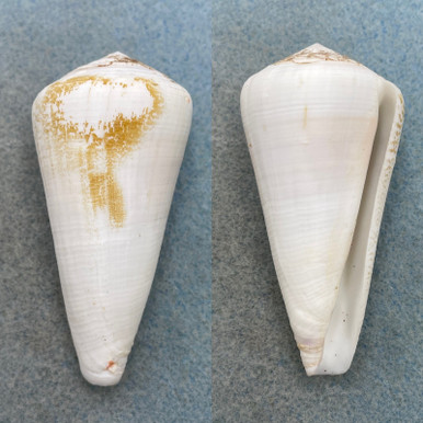 #3 Conus terebra thomasi 64.1mm F+ No Data - Cerulean Specimen Shells