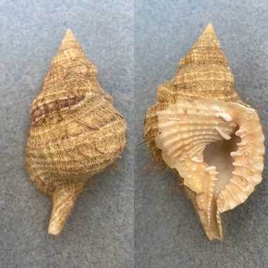 #7 Distorsio reticularis francesae 62.1mm F+ W/Perio Trawled, Qld ...