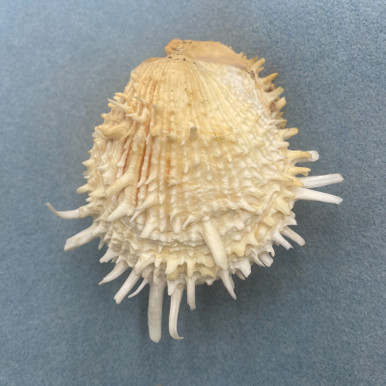 Spondylus echinatus 115.5mm F+ Philippines - Cerulean Specimen Shells