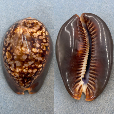 Cypraea mauritiana 80.9mm F+ Zanzibar - Cerulean Specimen Shells