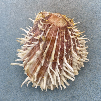 #1 Spondylus sp. 80mm F+ Philippines - Cerulean Specimen Shells