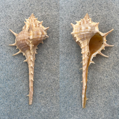 #1 Murex scolopax 63.4mm F+ Muscat, Oman - Cerulean Specimen Shells