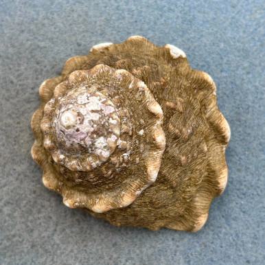 #3 Megastraea undosa 59.6mm F+ Lunada Bay, Palos Verdes Peninsula ...