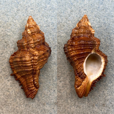 #2 Chicoreus capucinus 46.7mm F++ Taiwan - Cerulean Specimen Shells