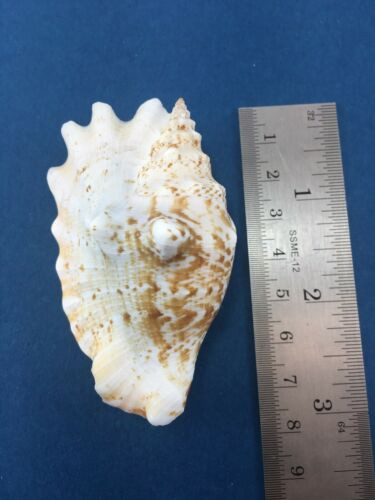 #2 Strombus Sinustrombus Sinuatus 72mm Dived Cebu Philippines Data ...