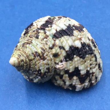 #7 Turbo intercostalis 42mm Mindanao, Philippines Turbinidae - Cerulean ...