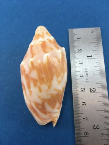 #4 Voluta Cymbiola Vespertilio 67.5mm Dredged Sulu Sea Philippines ...