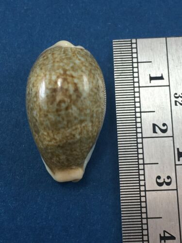 #1 26.6mm Cypraea (Erronea) Errones Culion, Palawan, Philippines ...