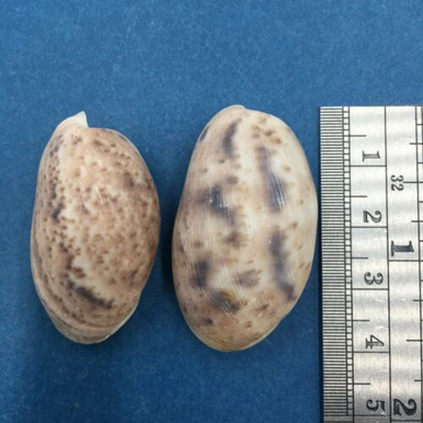 #7 Bulla striata Set x2 35.9-37.4mm Curacao - Cerulean Specimen Shells