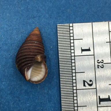 #1 Planaxis planicostatus 17.5mm Tabago Island, W. Panama - Cerulean ...