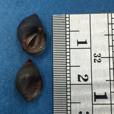 #2 Planaxis nucleus Set x2 12.7-13.1mm One W/O Venezuela, On Rocks ...
