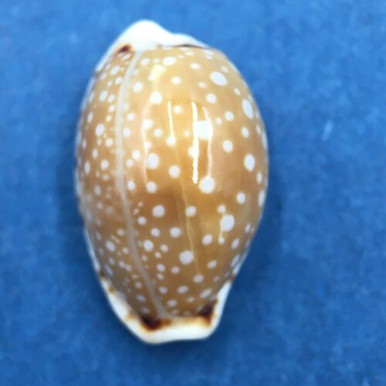 #33 Cypraea (Naria) labrolineata 16.4mm Samar Island, Philippines ...