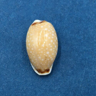 #42 Cypraea (Naria) labrolineata 15.5mm Samar Island, Philippines ...