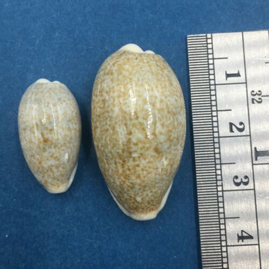 #2 Cypraea (Erronea) errones Set x2 21-32mm Netted, Negros Island ...