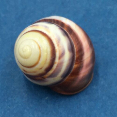 #1 Helicostyla annulata 21mm Sulu Province, Philippines, On Vegetation ...
