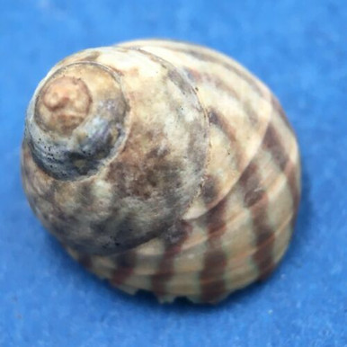 #1 Oxystele tabularis 16mm W/O Natal, South Africa - Cerulean Specimen Shells