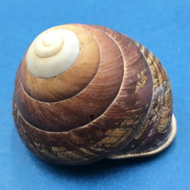 #5 Helicostyla grandis depressa 55.3mm North Luzon, Philippines ...