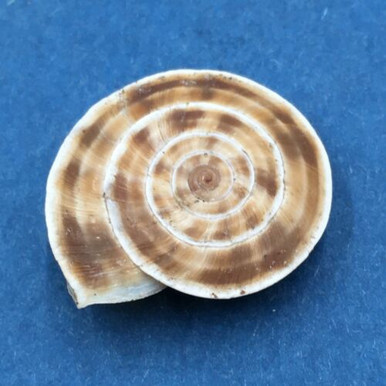 Laeocathaica potanini 21.4mm South Gansu, China, Camaenidae - Cerulean ...